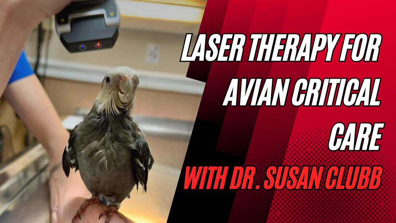 Hot Topic: Laser Therapy for Avian Critical Care with Dr. Susan Clubb ...